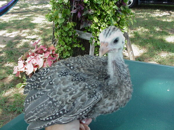 Color Chart – Guinea Fowl International