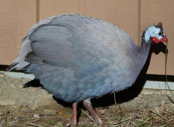 Color Chart – Guinea Fowl International