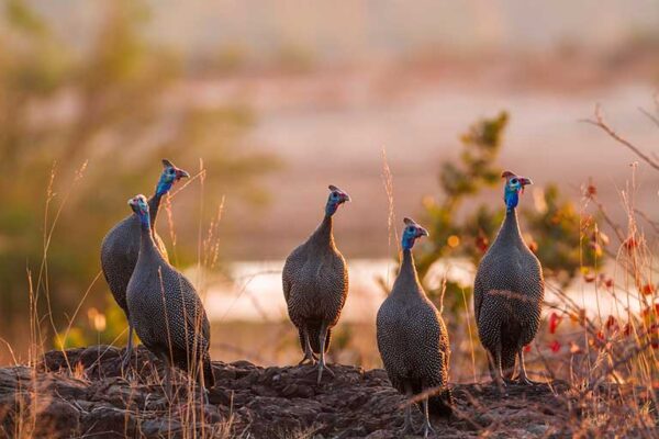Articles – Guinea Fowl International